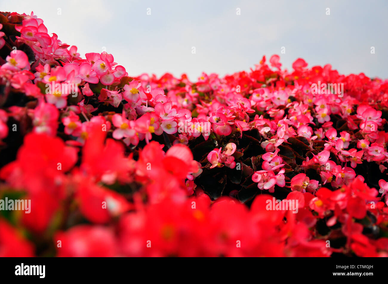 Begonia stem hi-res stock photography and images - Alamy