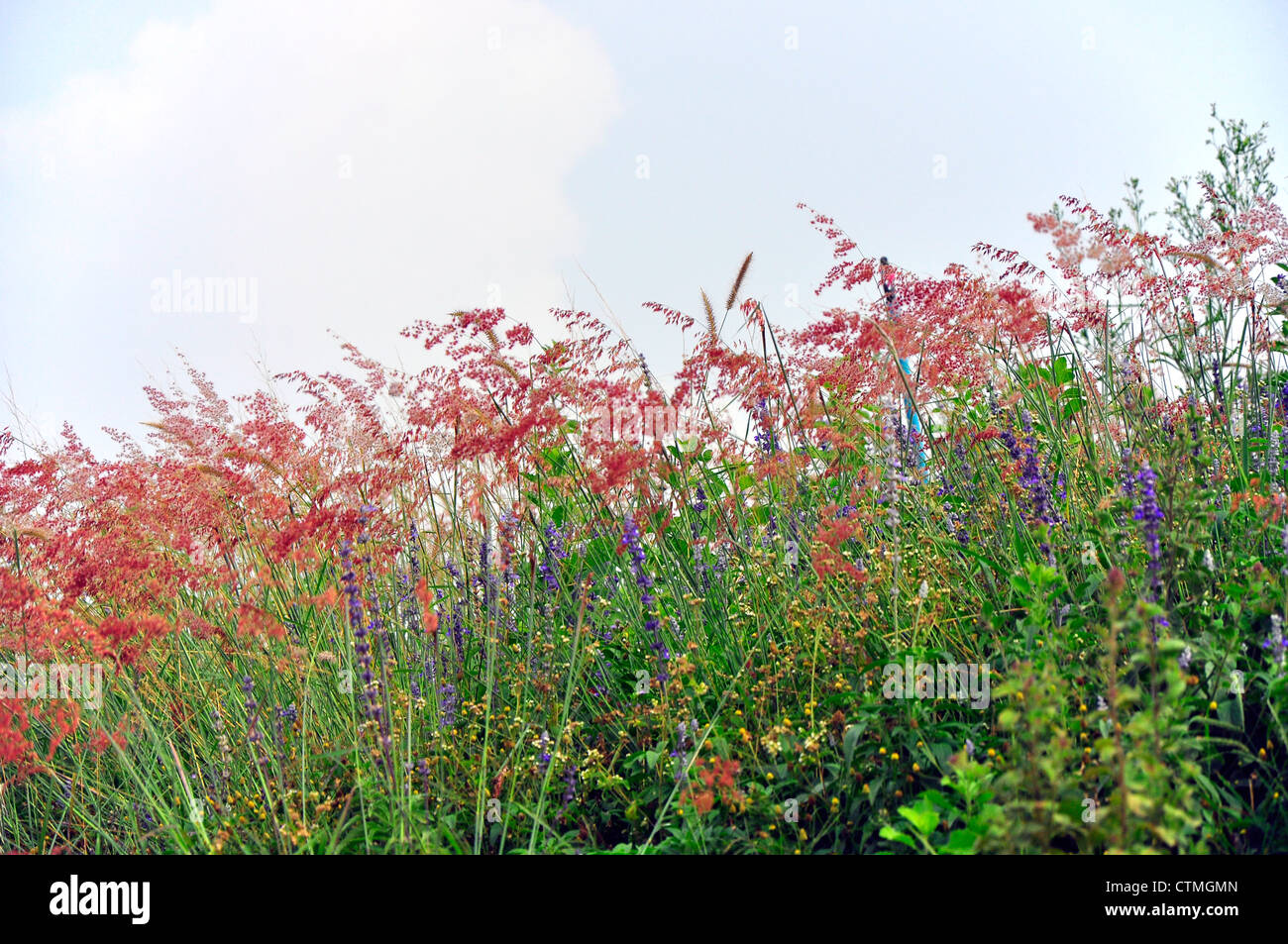 Red reed grass hi-res stock photography and images - Alamy