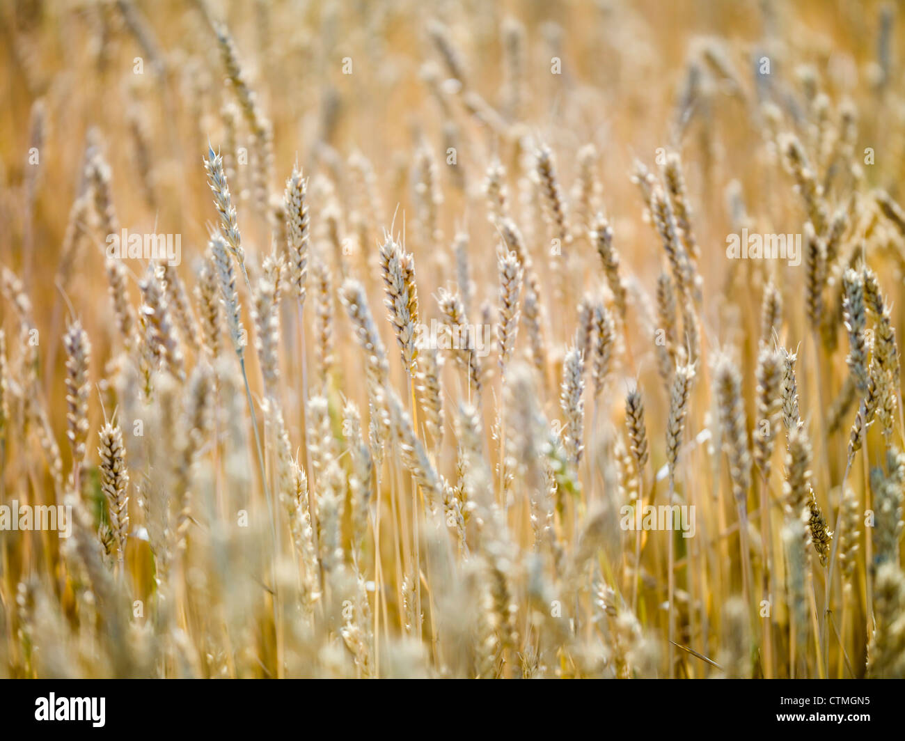 Horizontal photography of wheat field hi-res stock photography and ...
