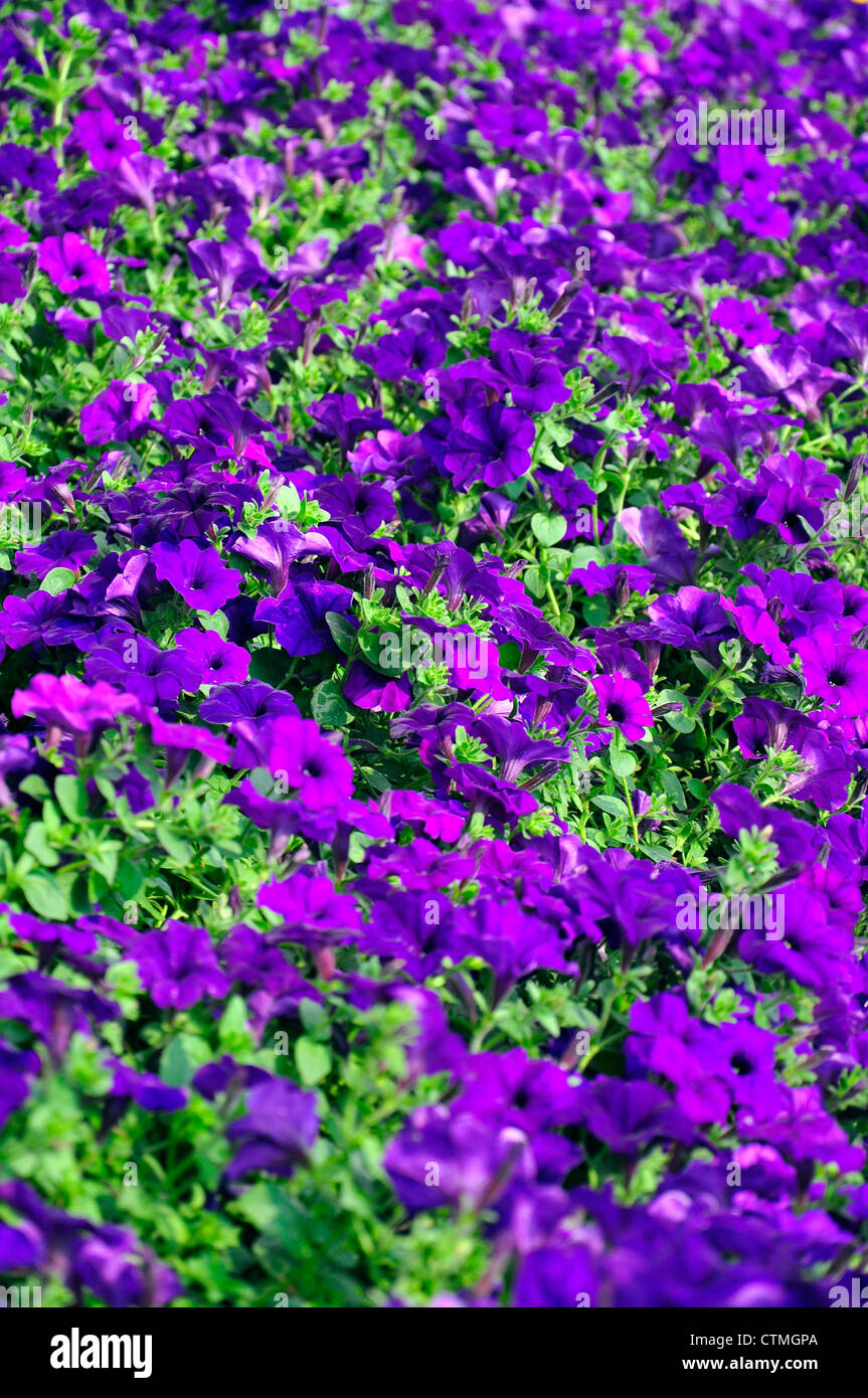 wall of petunia background Stock Photo - Alamy