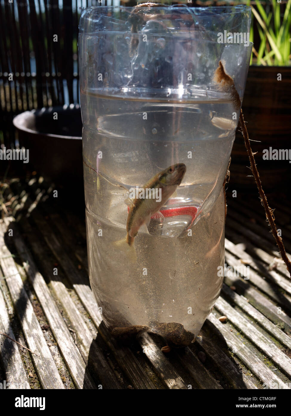 A Fish caught in a bottle trap Stock Photo - Alamy