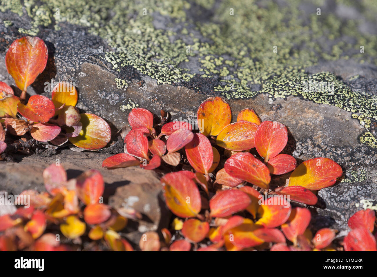 Close Up Of The Fall Colours Of Mountain Ground Cover With Lichen On ...