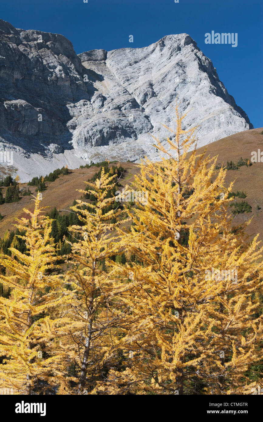Golden Larch Trees In The Fall And A Mountain In The Distance With Blue ...
