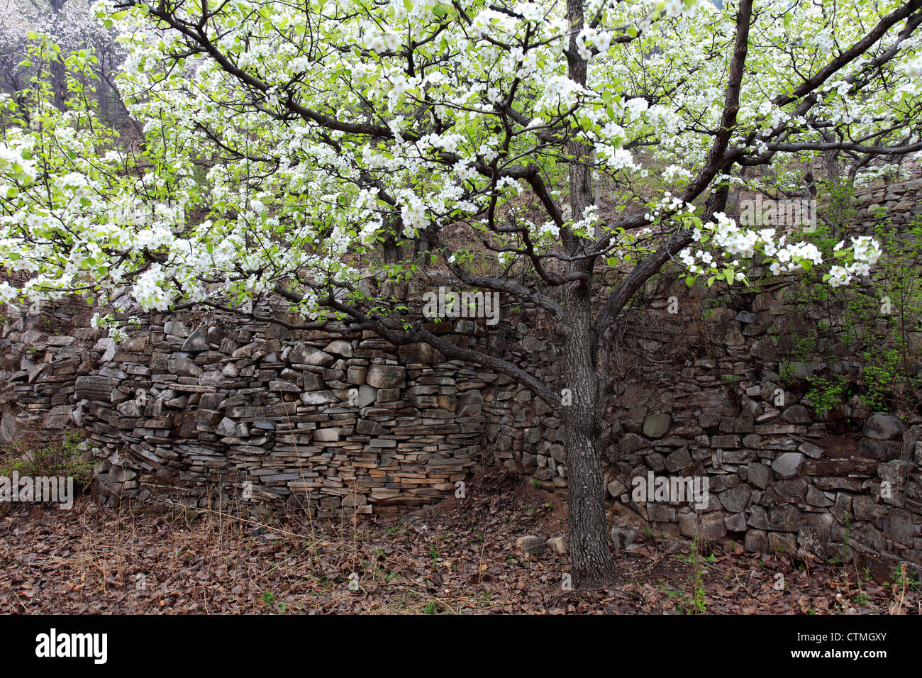 China Blossom Tree Mountains High Resolution Stock Photography and ...