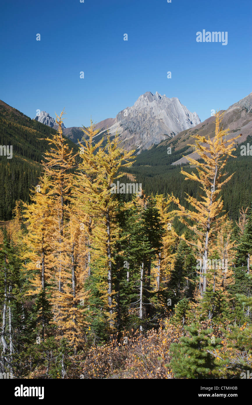 Mountain Meadow In The Fall With Golden Larch Trees A Mountain And ...