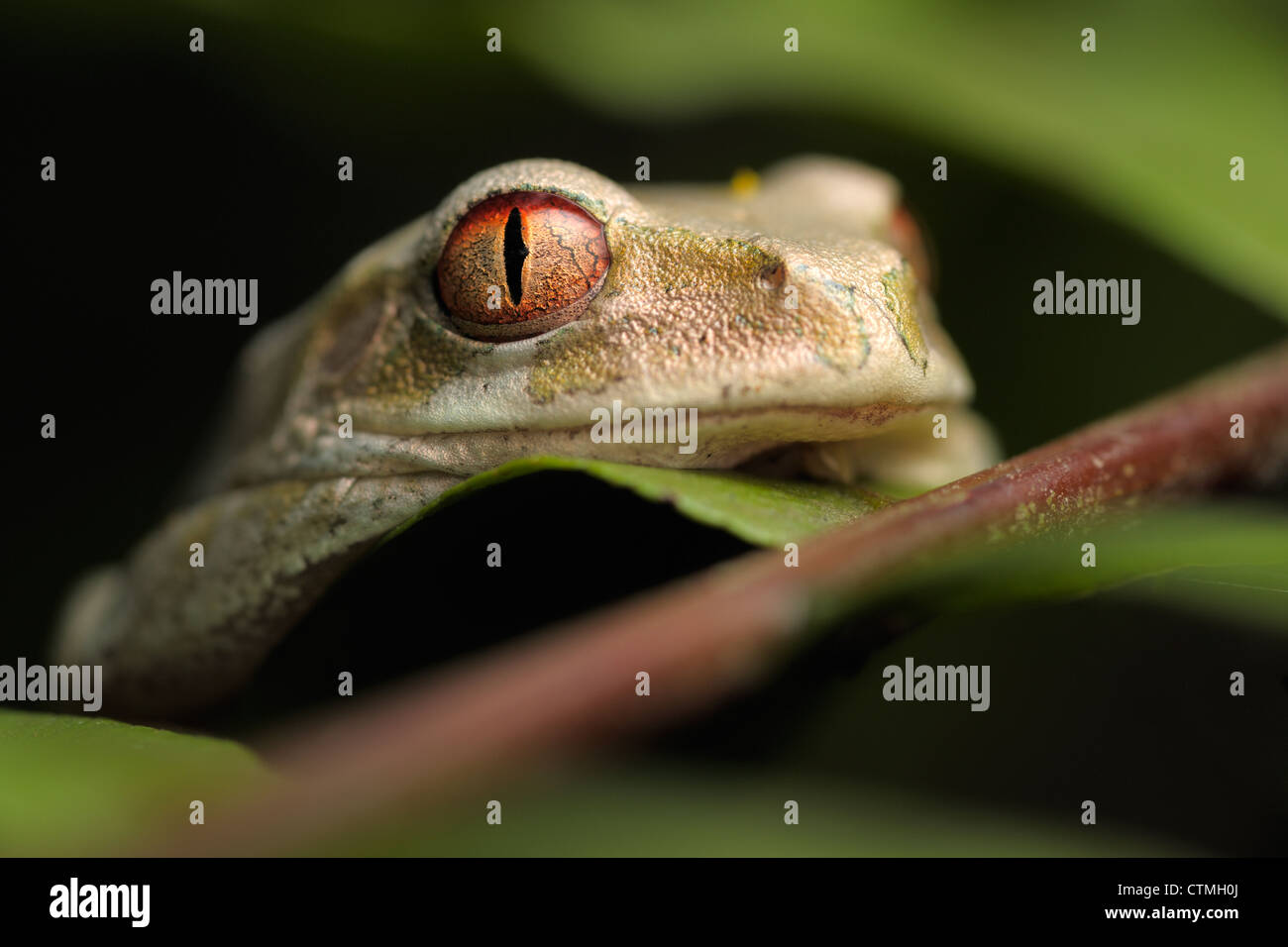 Forest Tree Frog (Leptopelis natalensis) looking at camera, St Lucia ...
