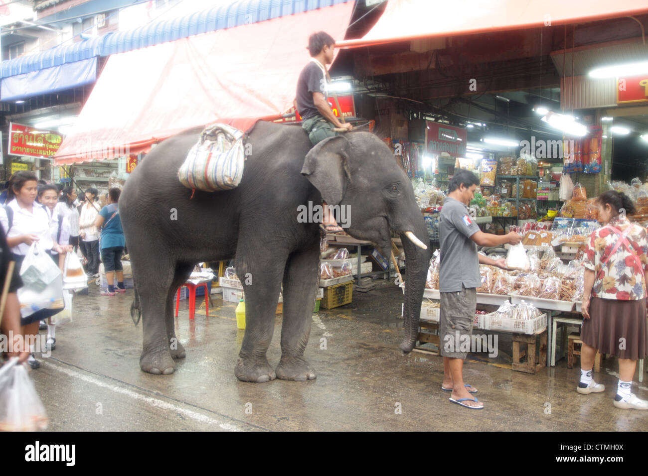 Thai elephant on street at Mahachai market , Samut Sakhorn , Thailand ...