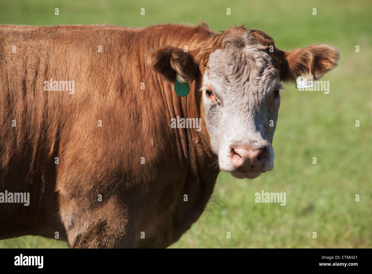 Barnyard alberta hi-res stock photography and images - Alamy