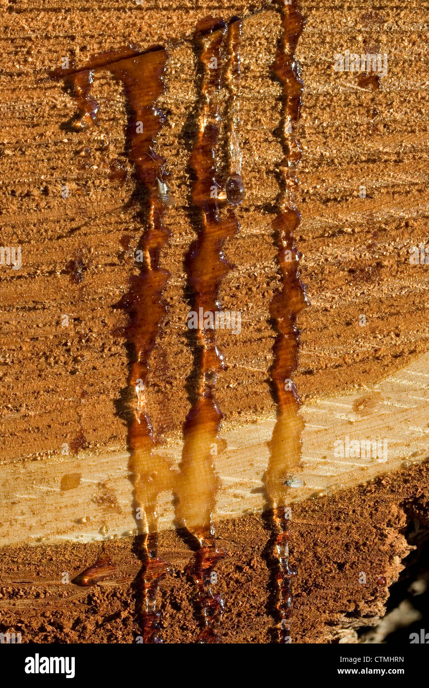 Bleeding into the wood hi-res stock photography and images - Alamy