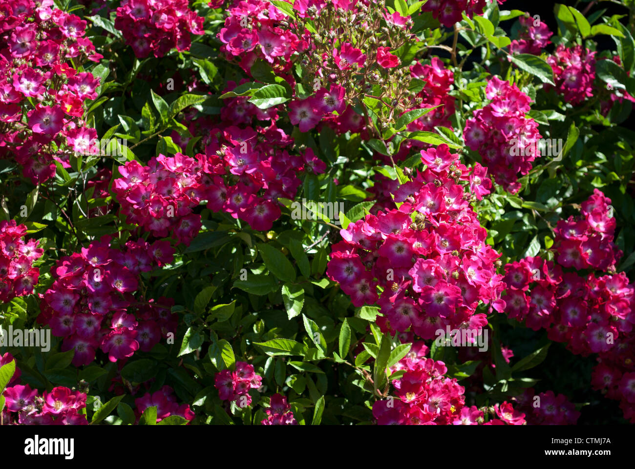red and white shrub rose Stock Photo - Alamy
