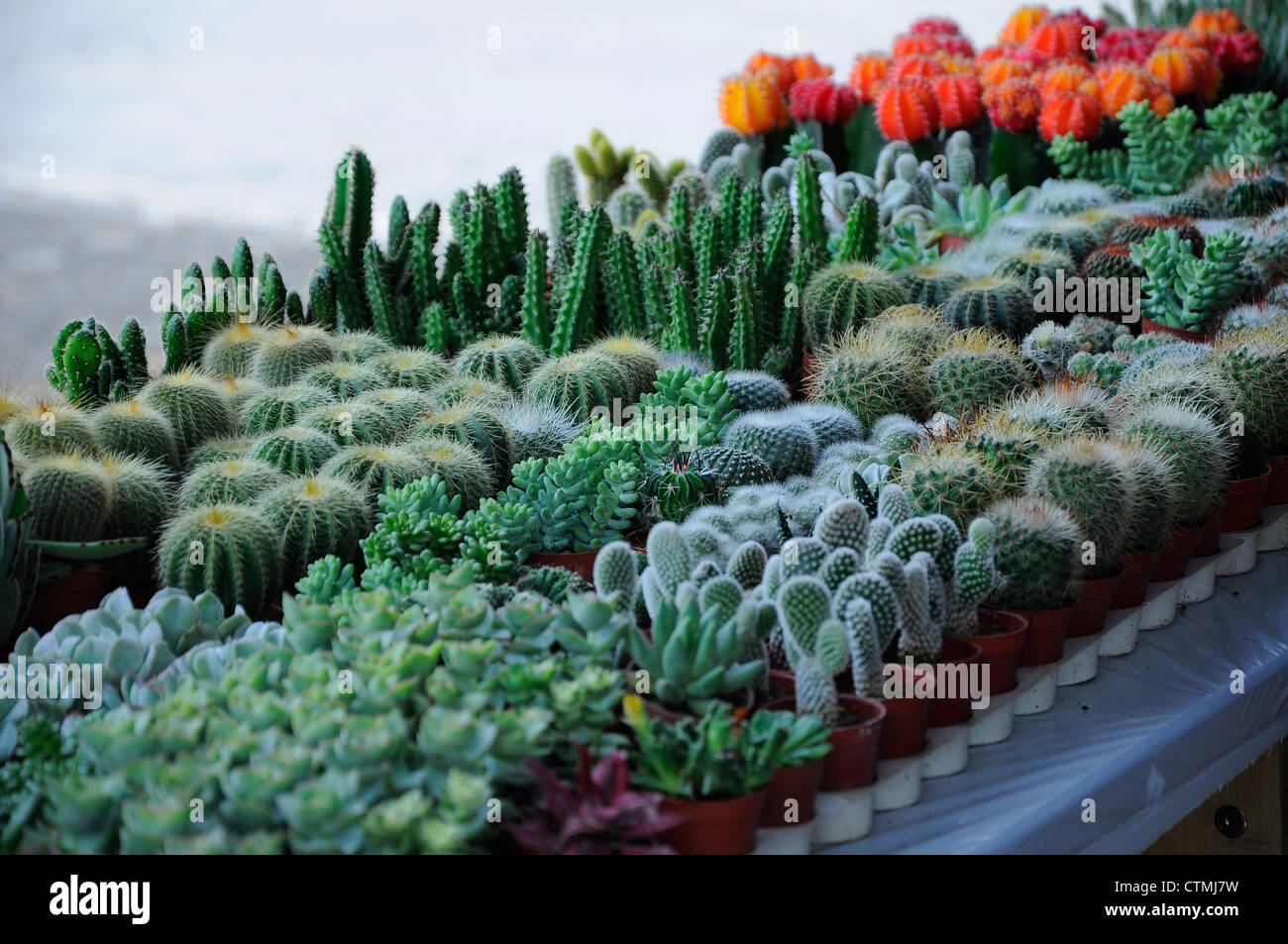Cactus in container hi-res stock photography and images - Alamy