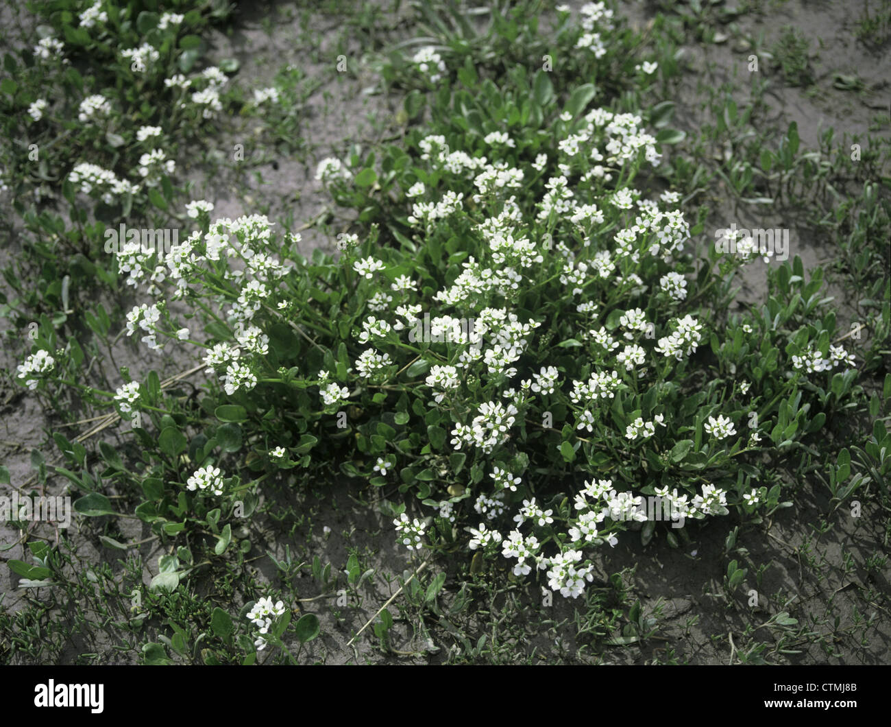 ENGLISH SCURVYGRASS Cochlearia anglica (Brassicaceae Stock Photo - Alamy