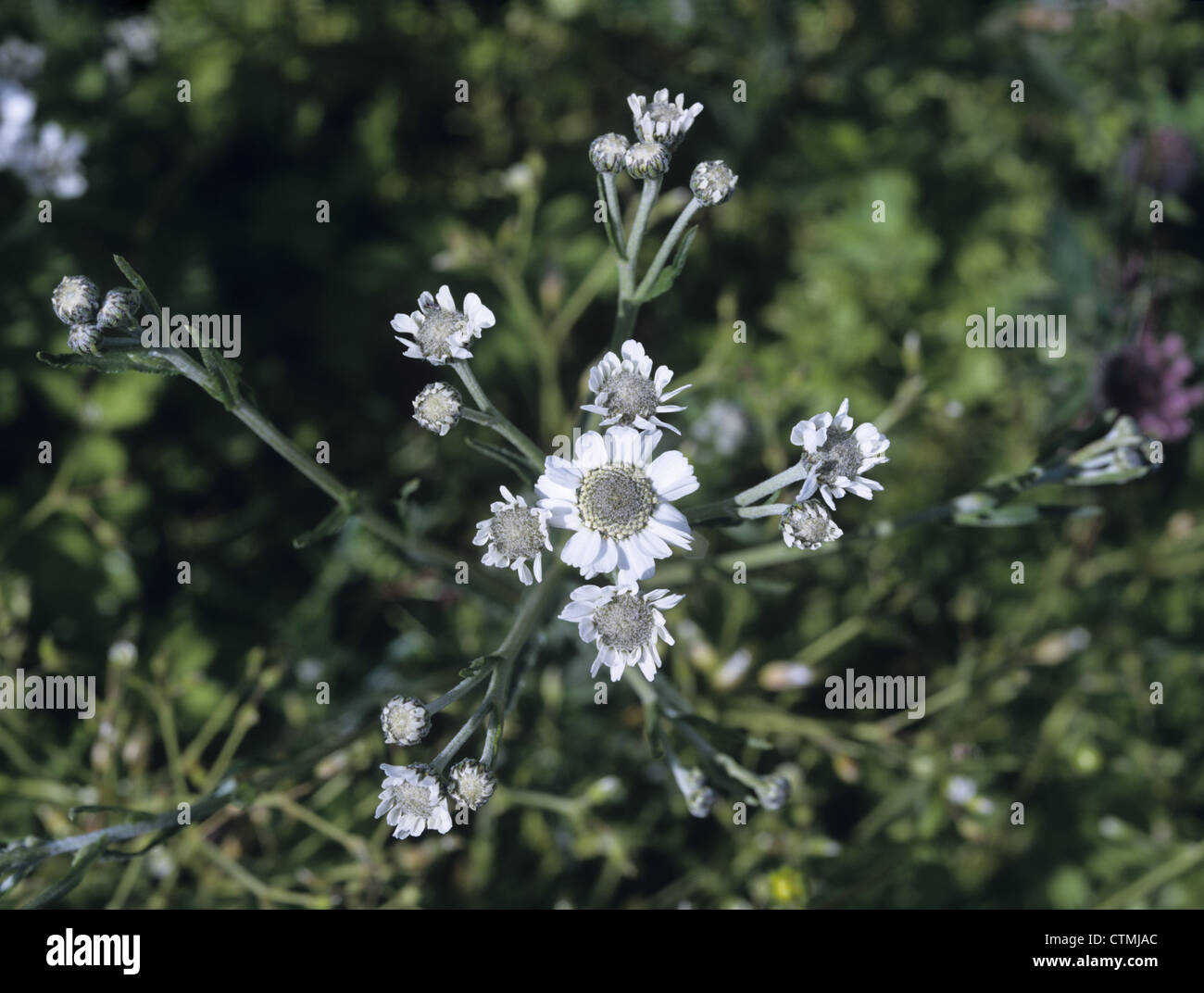 SNEEZEWORT Achillea ptarmica (Asteraceae Stock Photo - Alamy