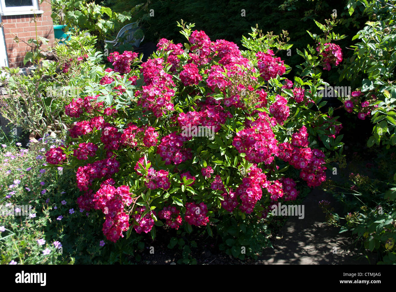 Shrub rose in garden hi-res stock photography and images - Alamy