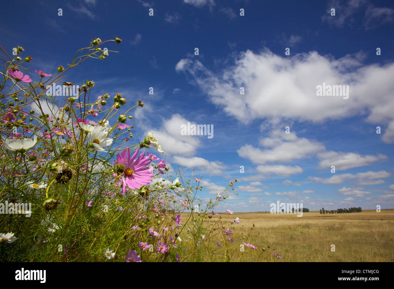 Cosmos south africa hi-res stock photography and images - Alamy