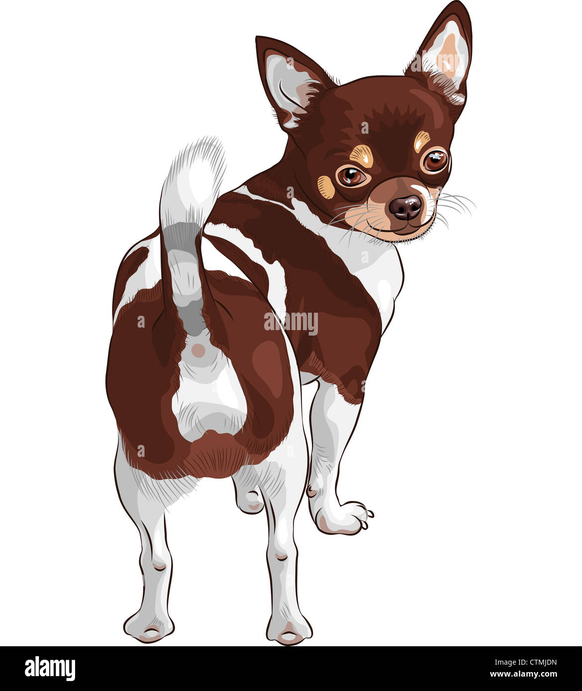 color sketch of the dog Chihuahua breed stands back and looks over his ...