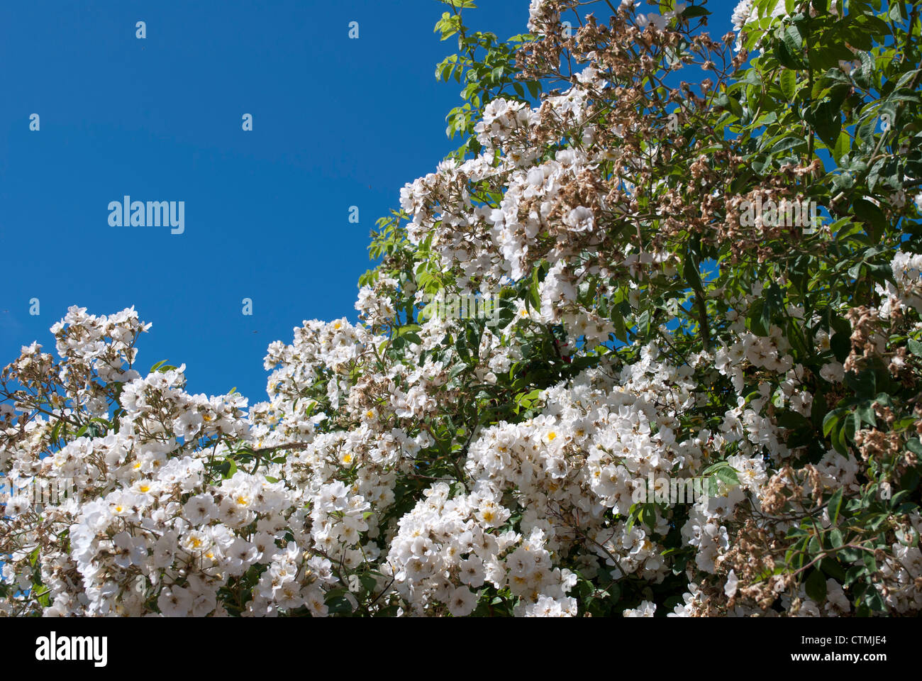 White climbing rambling rose Seagull in full flower against bright blue ...
