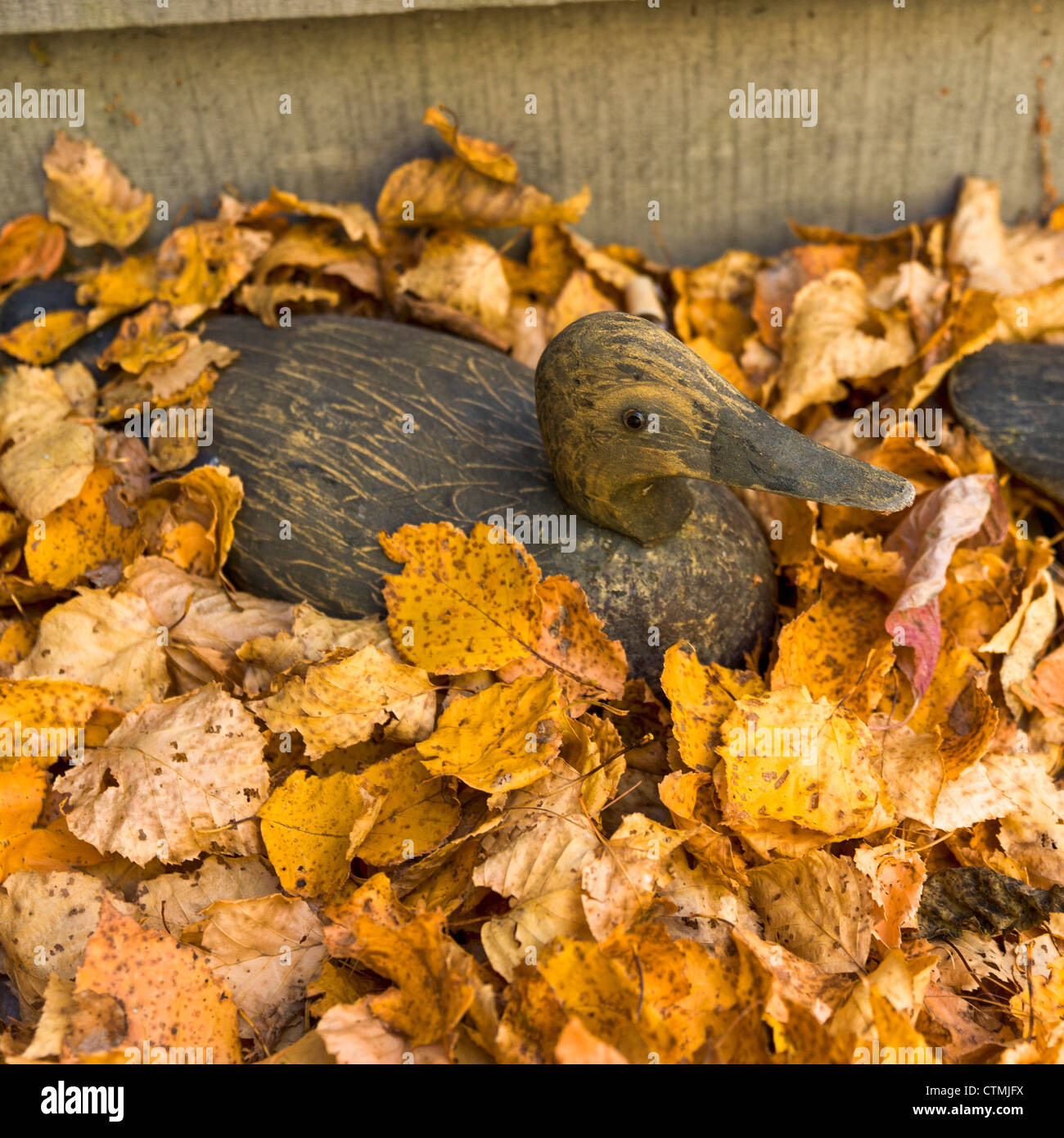 A Wooden Duck Sits In Yellow Fallen Leaves In Autumn; Lake Of The Woods ...