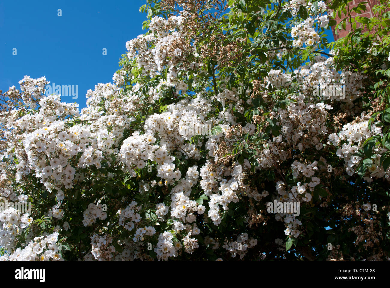 Pergola white rambling rose rambling hi-res stock photography and ...