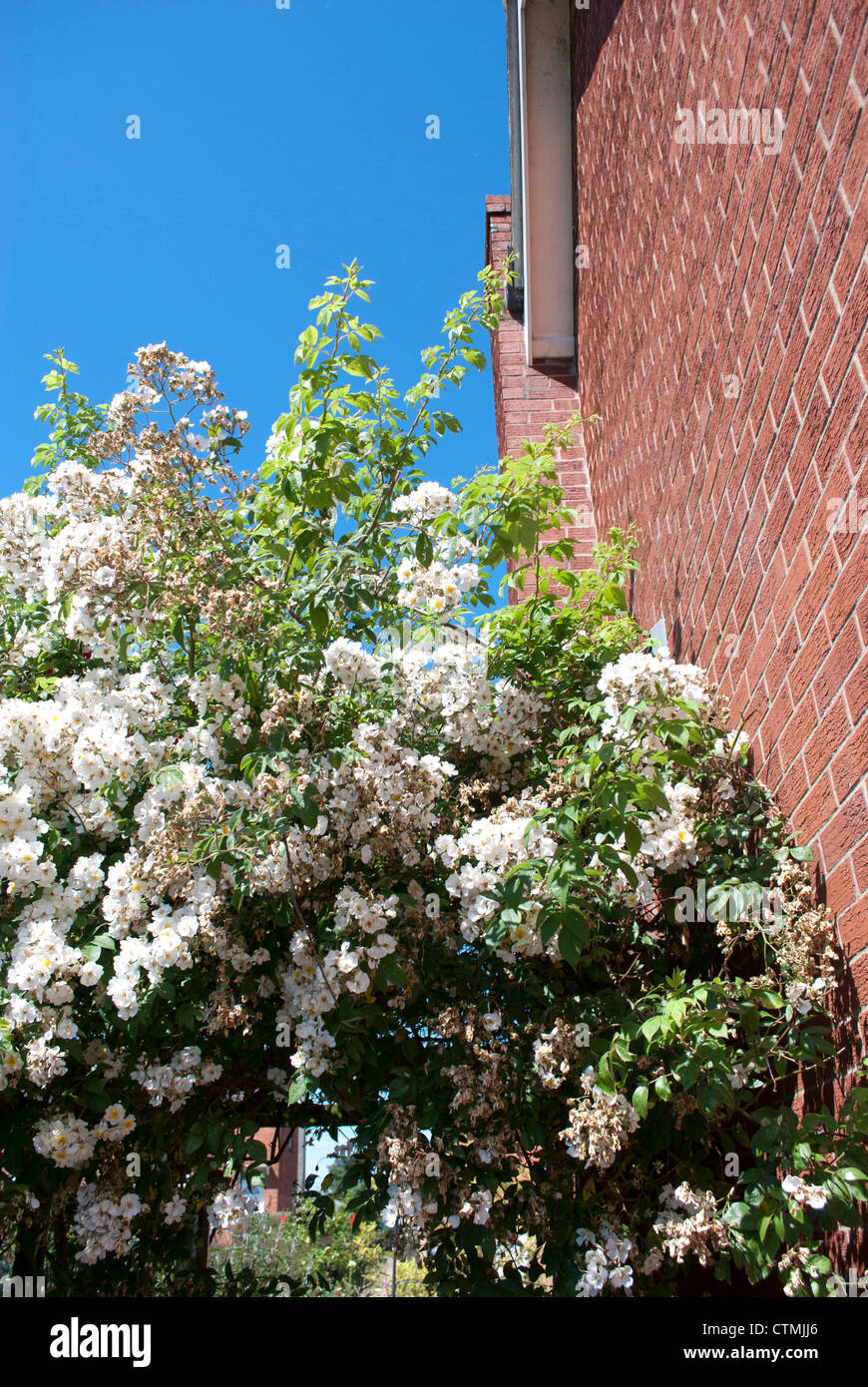 Pergola white rambling rose rambling hi-res stock photography and ...