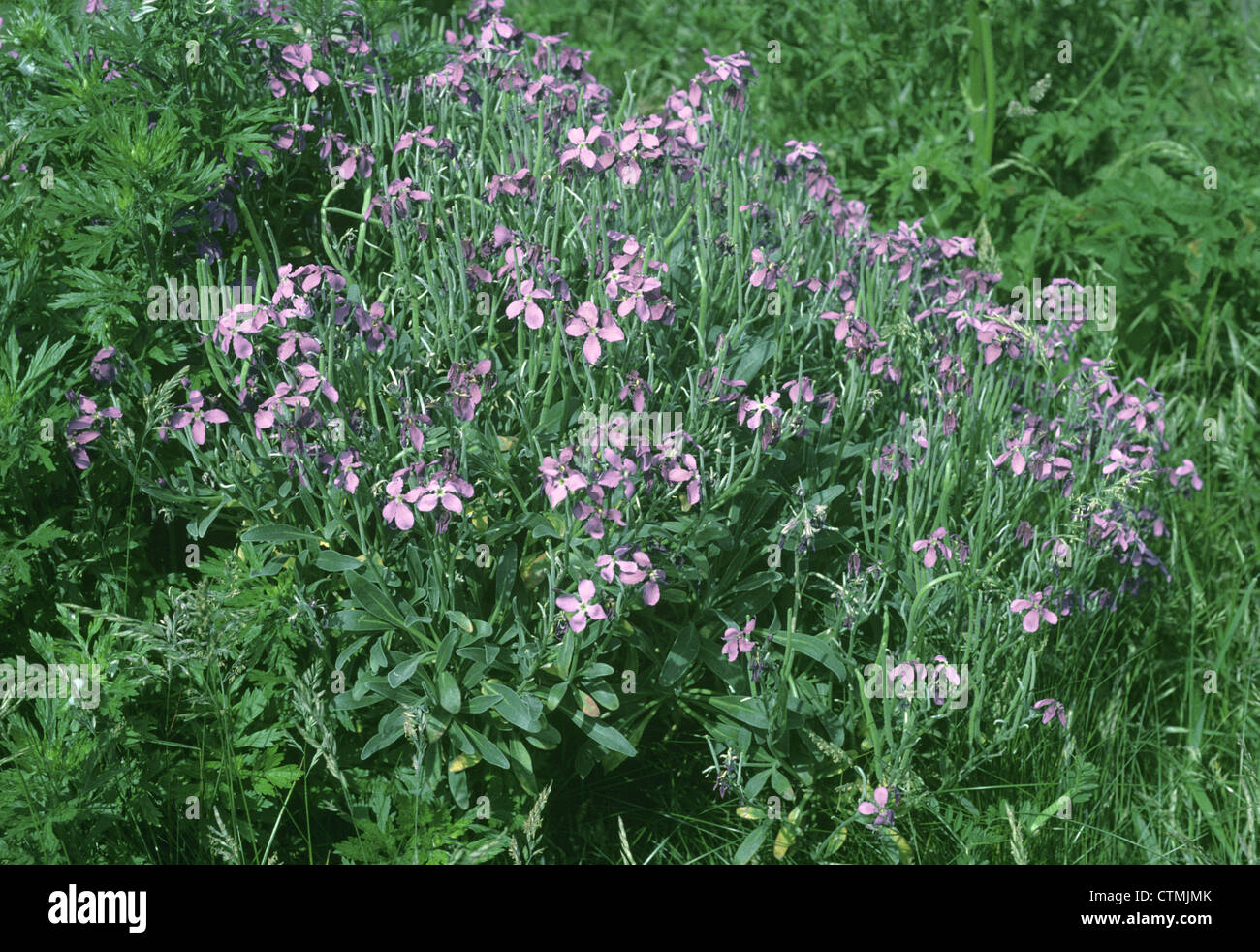 HOARY STOCK Matthiola incana (Brassicaceae Stock Photo - Alamy