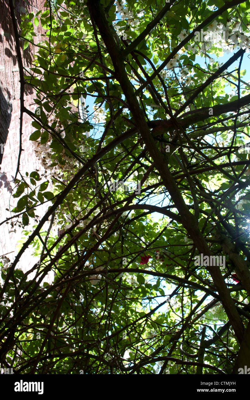 Branches and leaves of white climbing rambler rose bush (Seagull) in ...