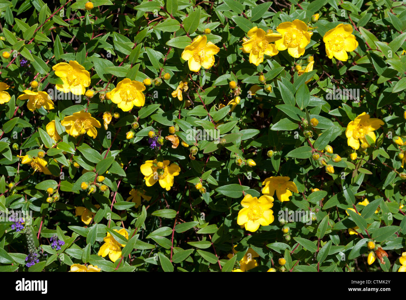 Yellow Hypericum St. John's wort flowers Stock Photo - Alamy