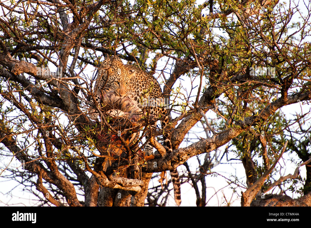 Leopard at first light in a tree with its kill Stock Photo - Alamy