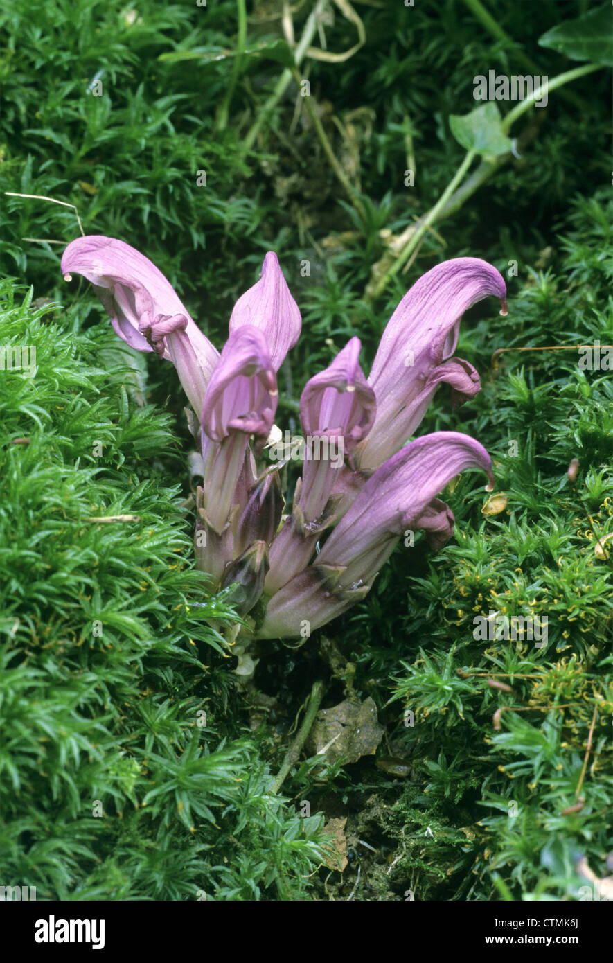 PURPLE TOOTHWORT Lathraea clandestina (Orobanchaceae Stock Photo - Alamy