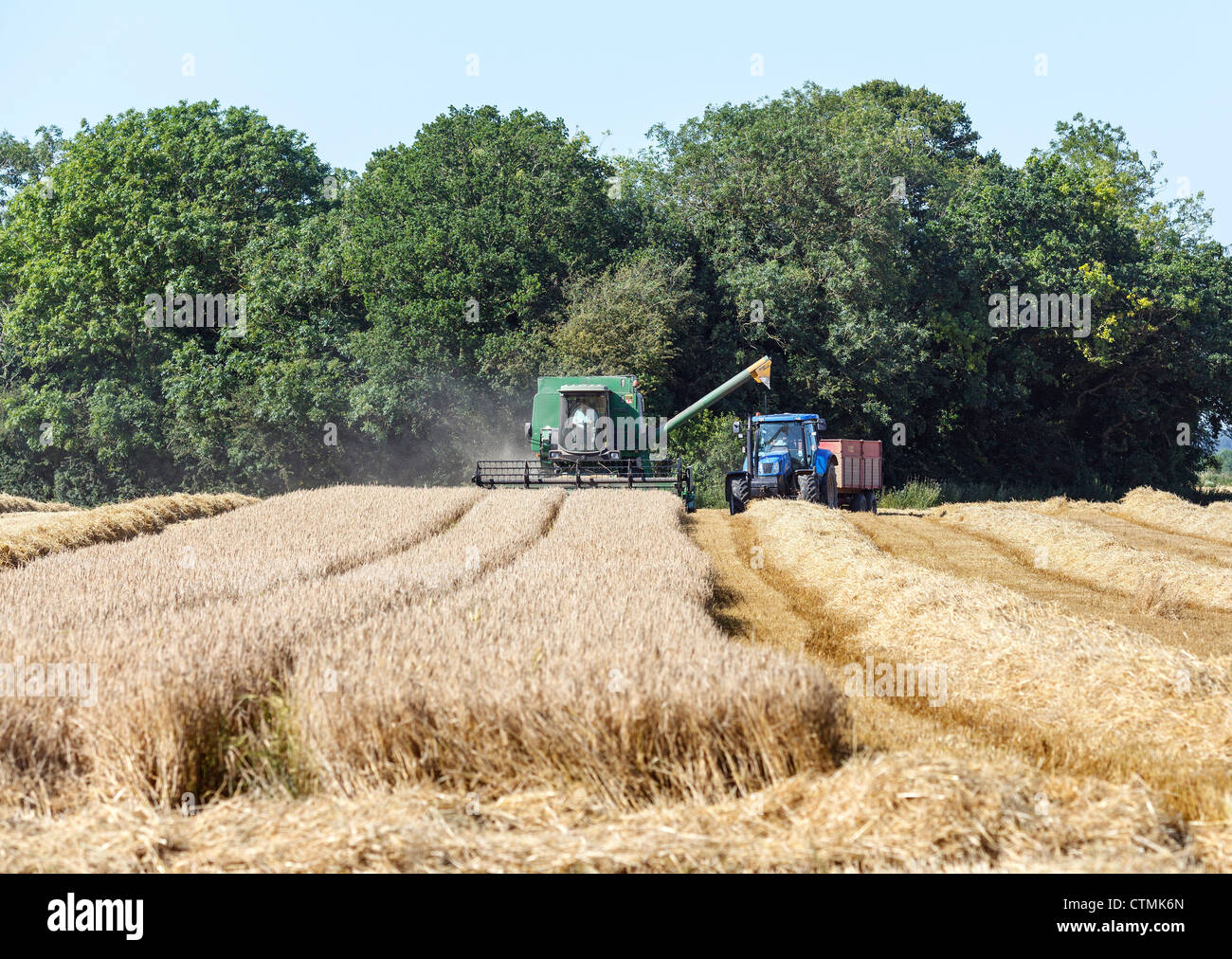 Farmers harvesting the corn crop during a brief dry spell in the ...
