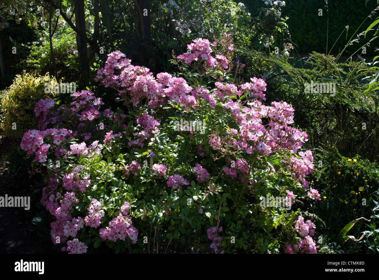 Garden shurb hi-res stock photography and images - Alamy