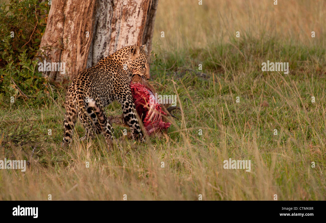 Leopard and kill hi-res stock photography and images - Alamy