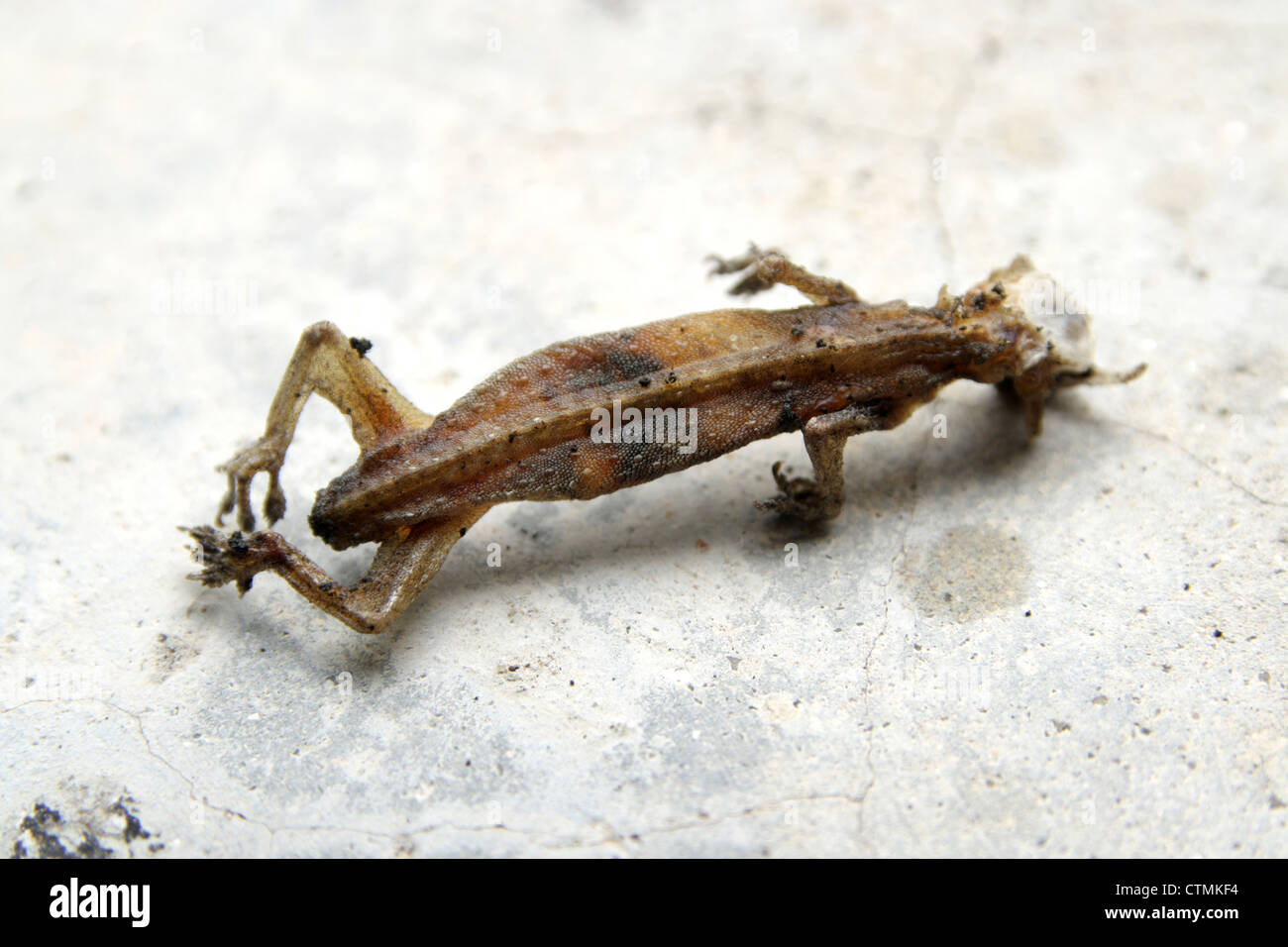 Dried Gecko corpse Stock Photo - Alamy