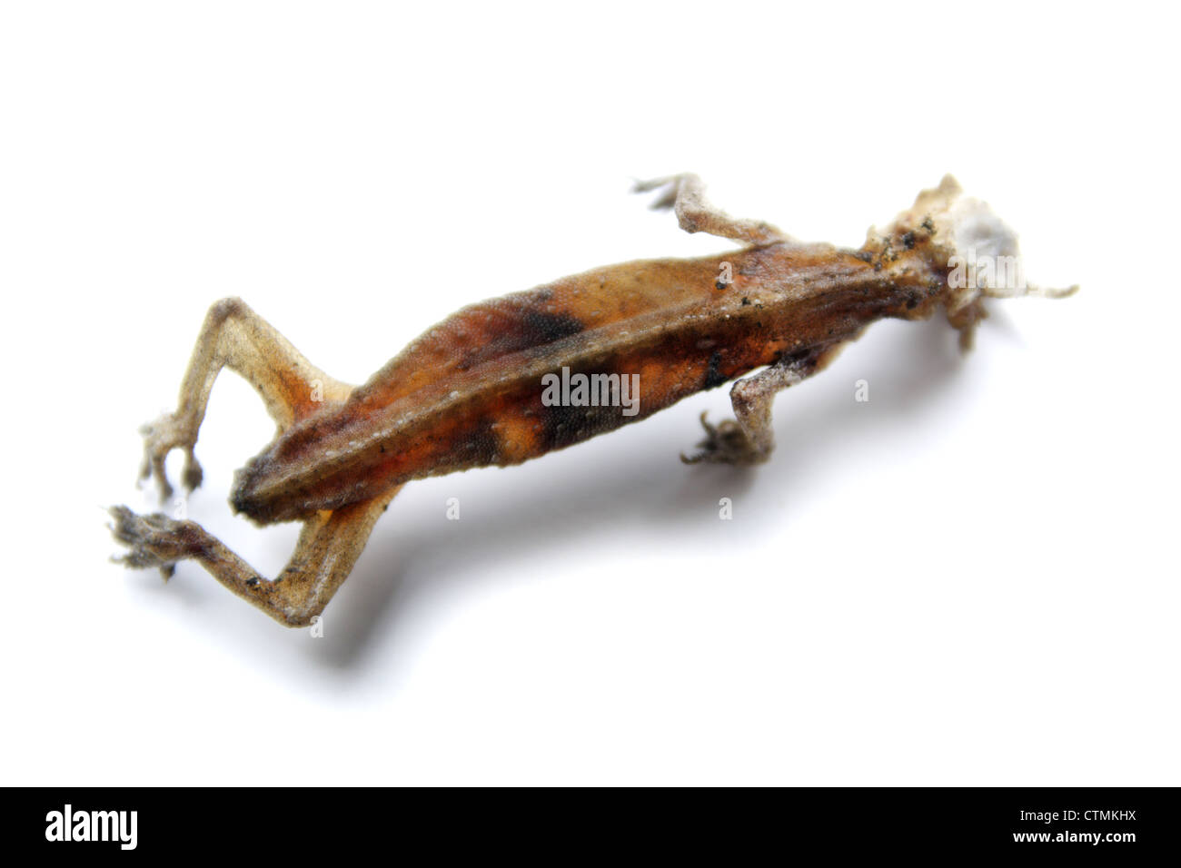 Corpse dead body hi-res stock photography and images - Alamy