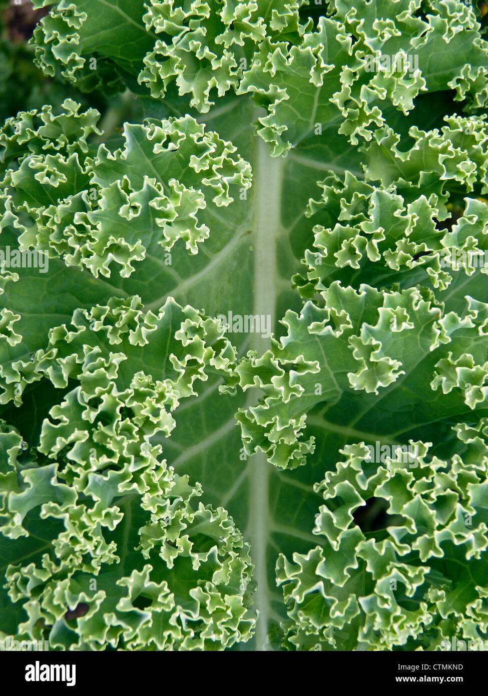 Ruffled leaf hi-res stock photography and images - Alamy
