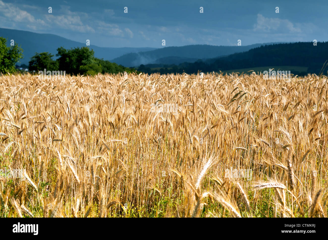 wheat field in summer in mountains during the rain Stock Photo - Alamy