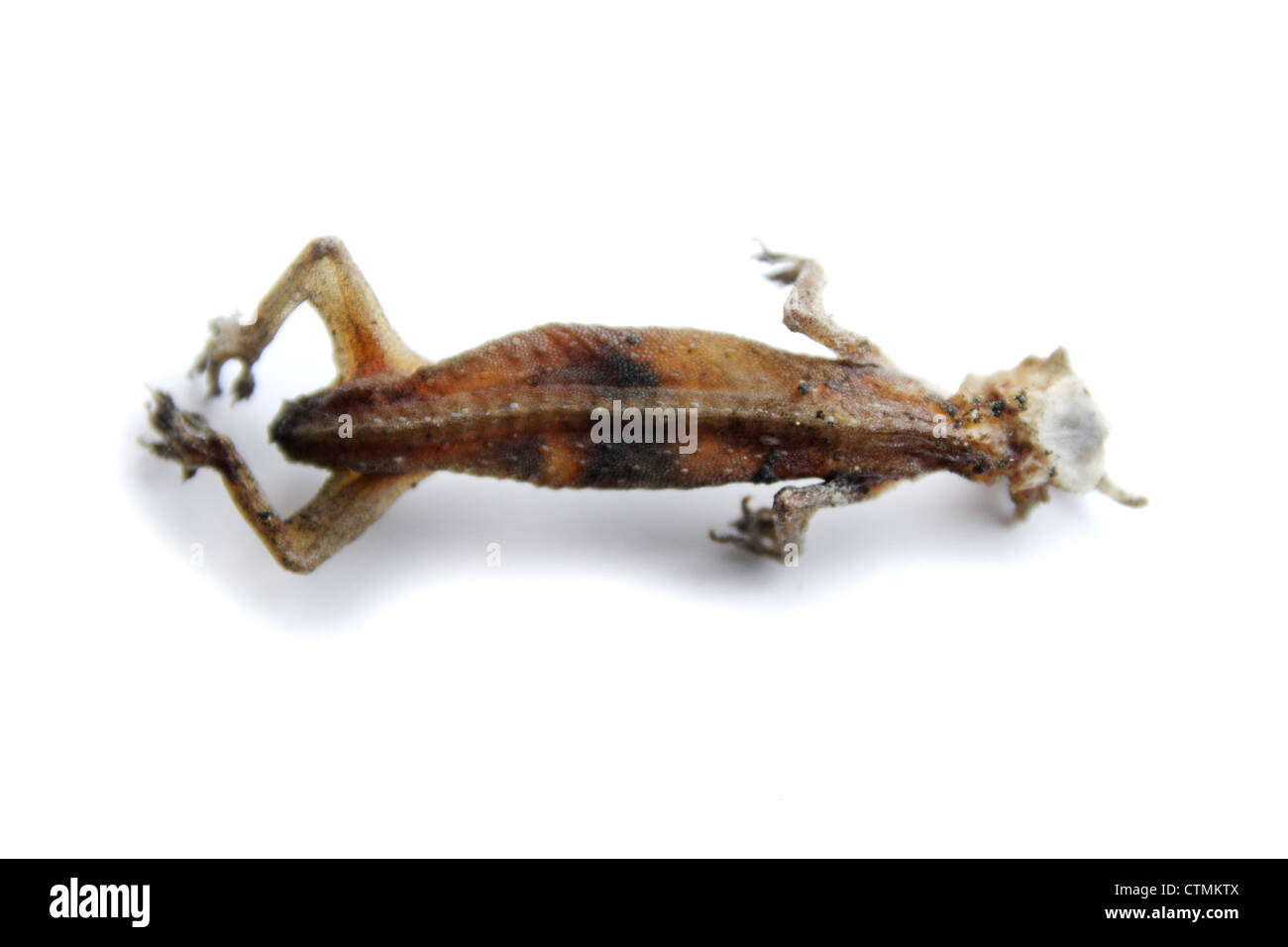 Dried Gecko corpse Stock Photo - Alamy