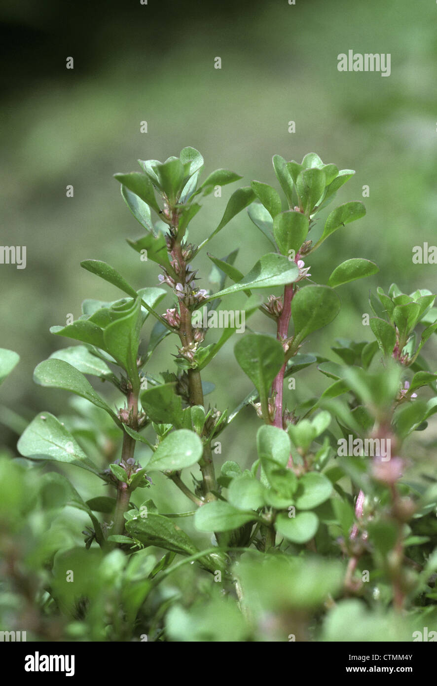 WATER-PURSLANE Lythrum portula (Lythraceae Stock Photo - Alamy