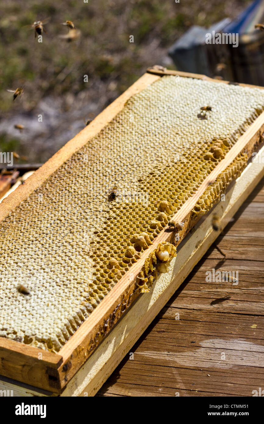 Bee hive frame on wooden beehive with honey and bees flying nearby ...