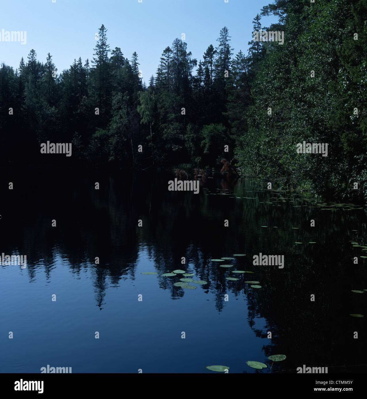 A forest lake Stock Photo - Alamy