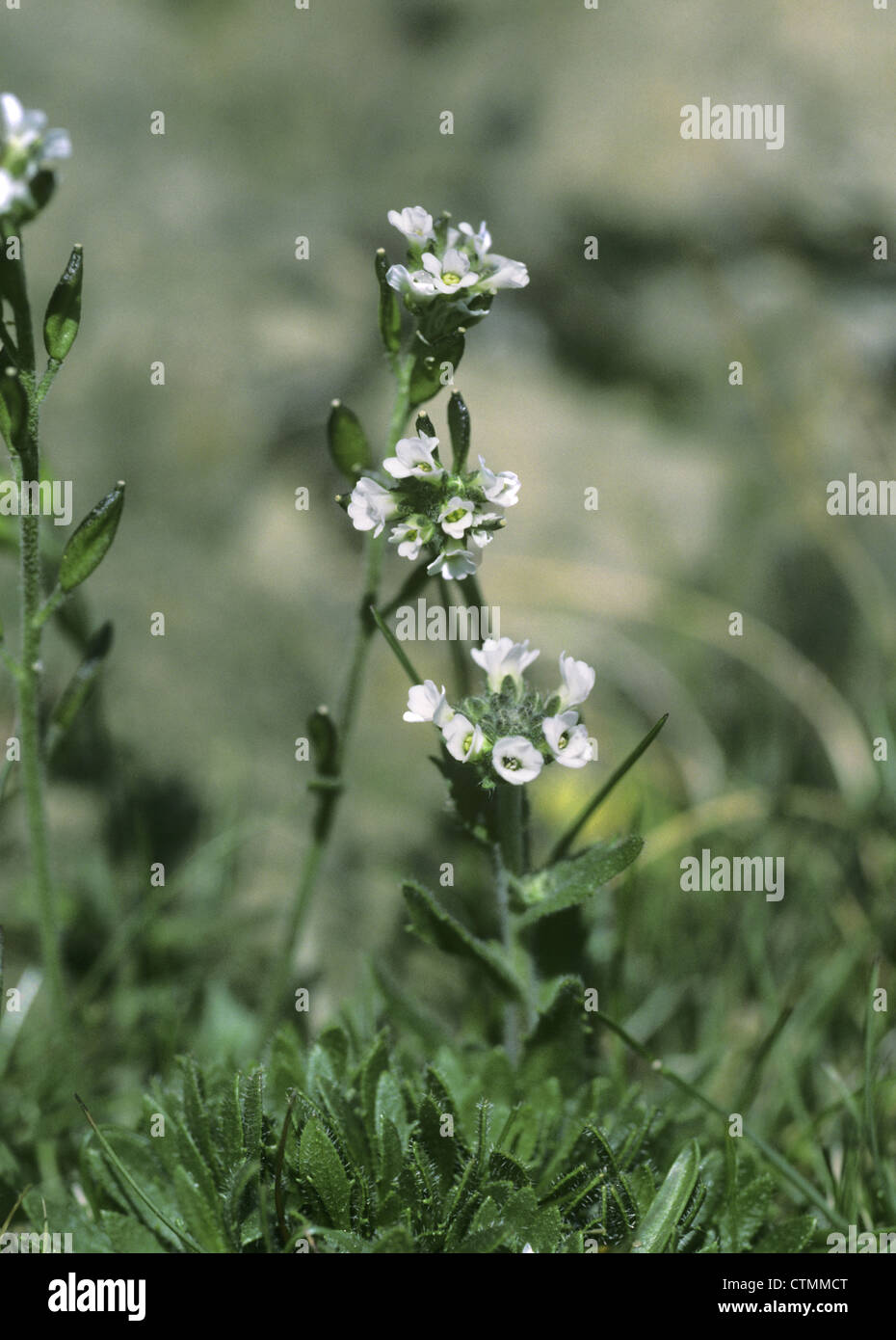 Whitlowgrass hi-res stock photography and images - Alamy