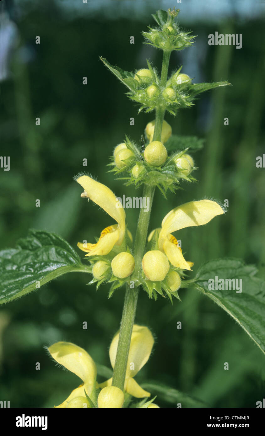YELLOW ARCHANGEL Lamiastrum galeobdolon (Lamiaceae Stock Photo - Alamy