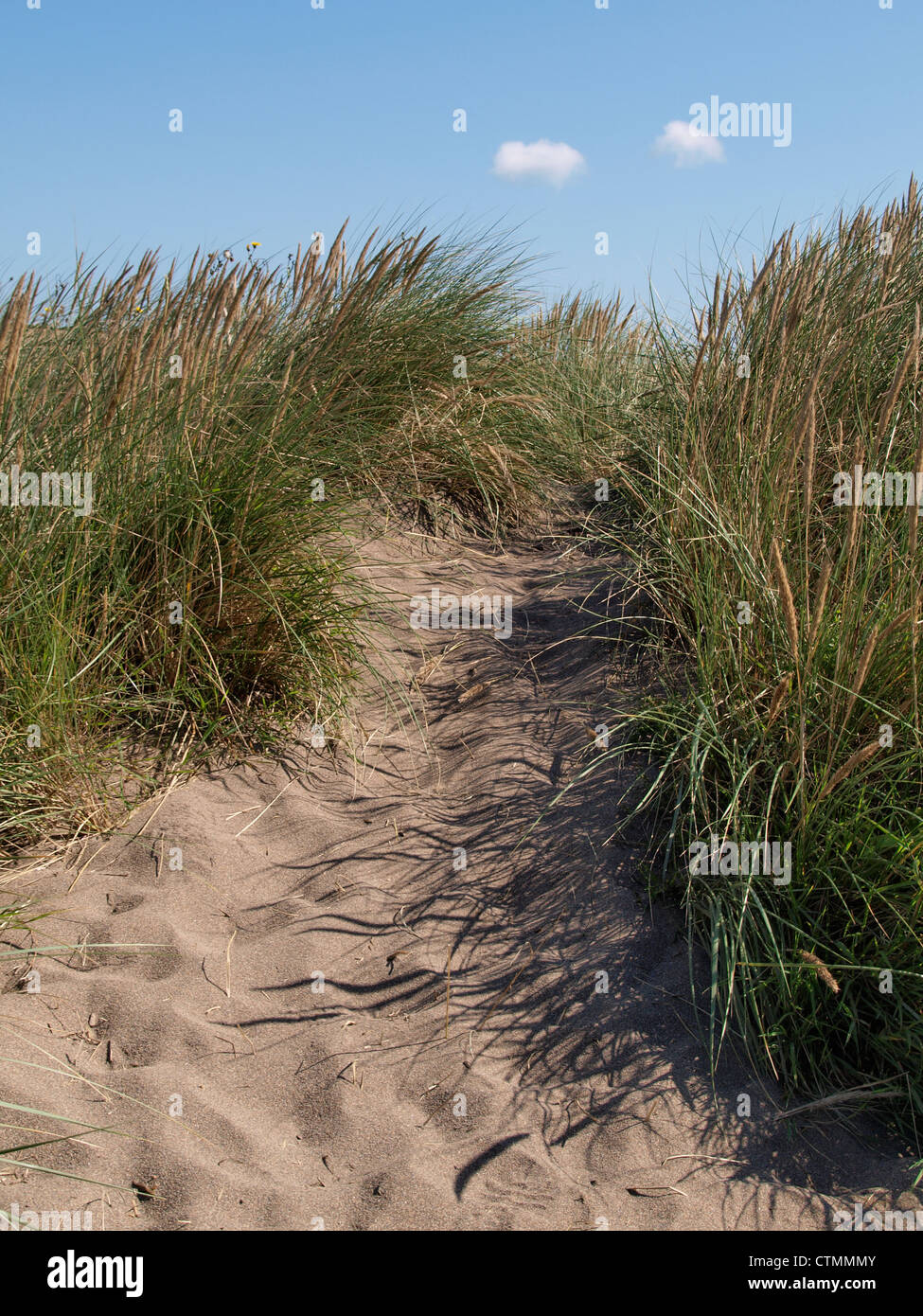 Path through the sand dunes, Cornwall, UK Stock Photo - Alamy