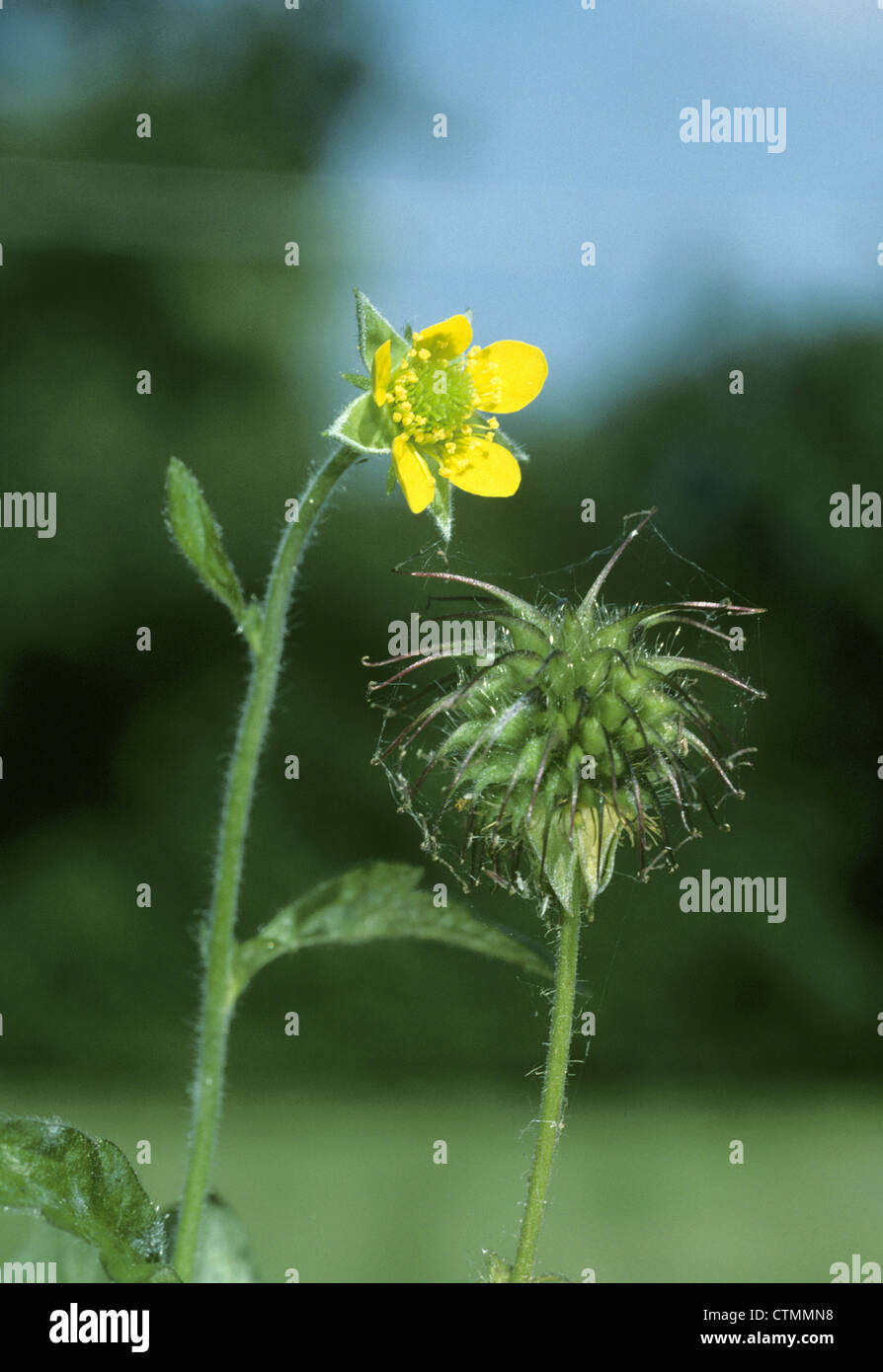 Geum leaves hi-res stock photography and images - Alamy