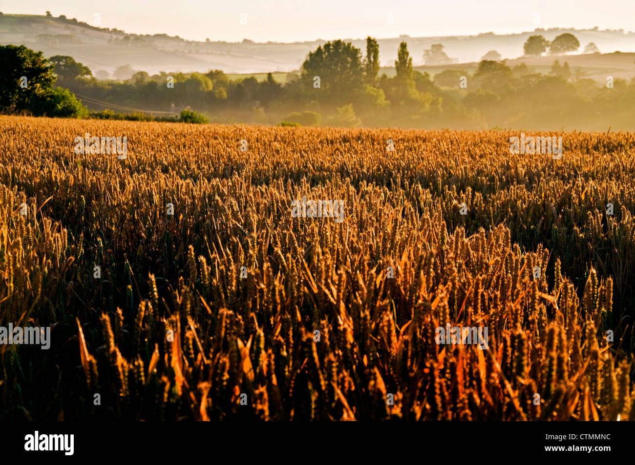 Wheat field on a misty sunny summer English morning Stock Photo - Alamy