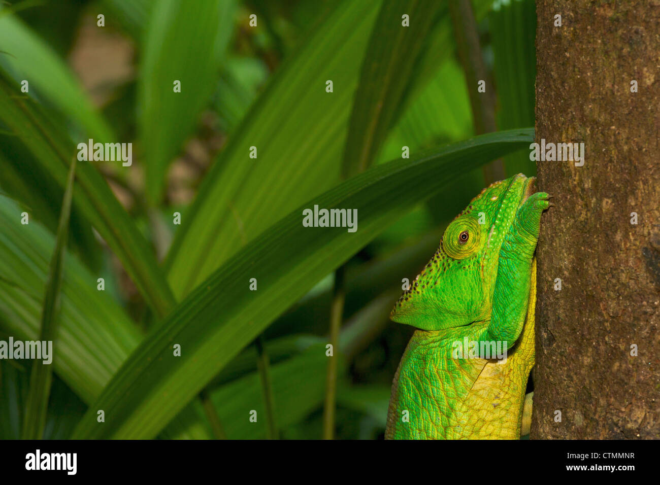 A Rainforest Chameleon climbing up a tree, Perinet, Madagascar Stock ...