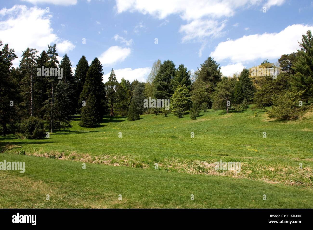 Landscape Pine Trees Stock Photo - Alamy