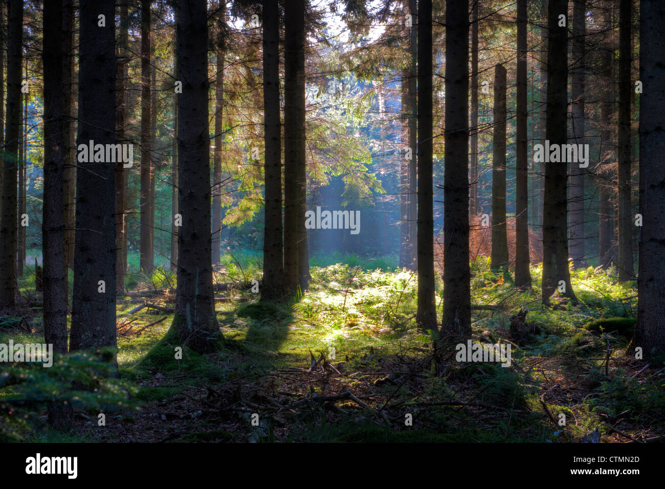Sunbeams at sunrise lighten grass and ferns in a forest Stock Photo - Alamy