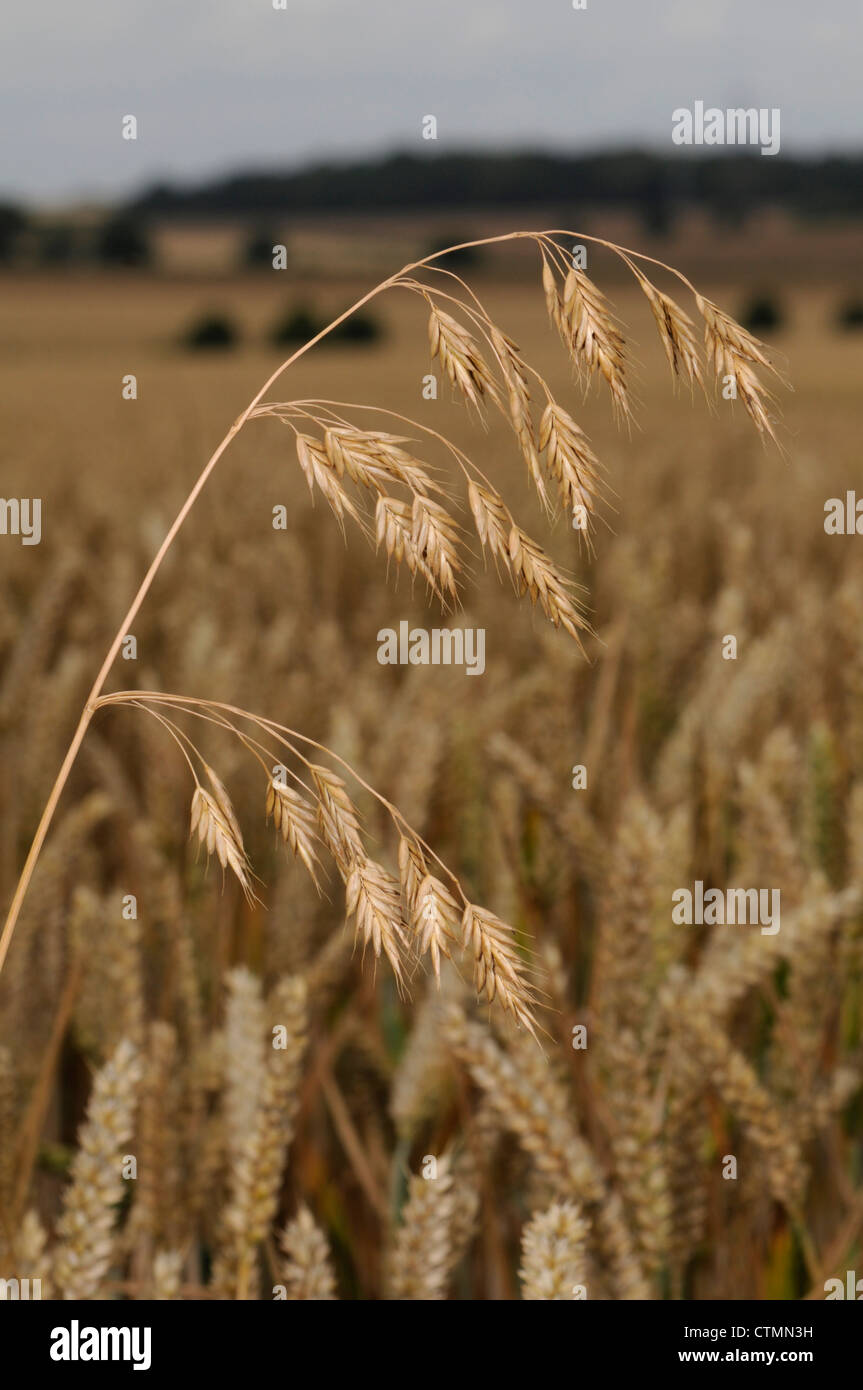 Rye Brome Bromus secalinus (Poaceae Stock Photo - Alamy