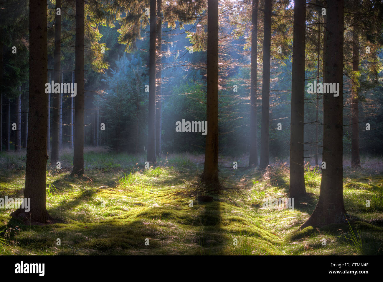 Sunbeams woods hi-res stock photography and images - Alamy